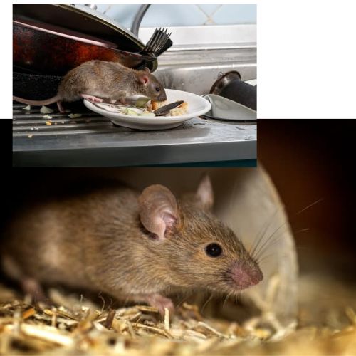 Termites - Namibia Pest Control Specialists