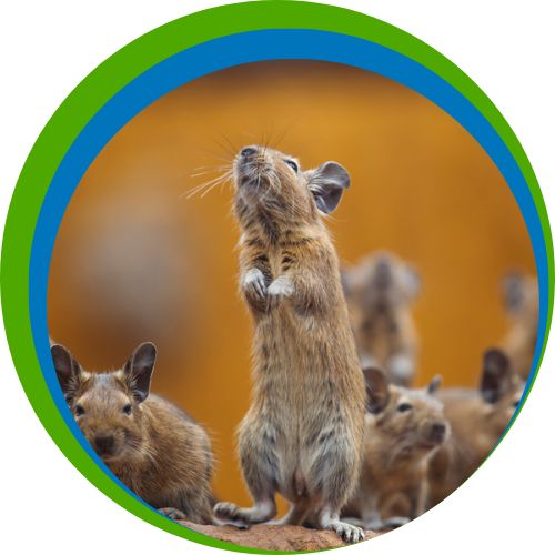 Termites - Namibia Pest Control Specialists