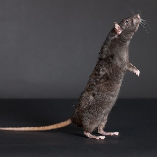 Rodents - The Specialists Namibia