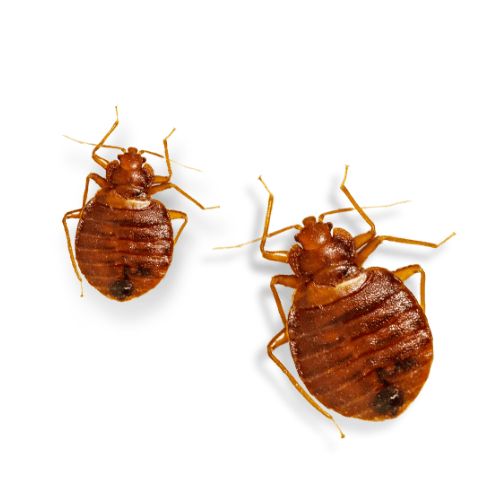 Bed Bugs - The Specialists